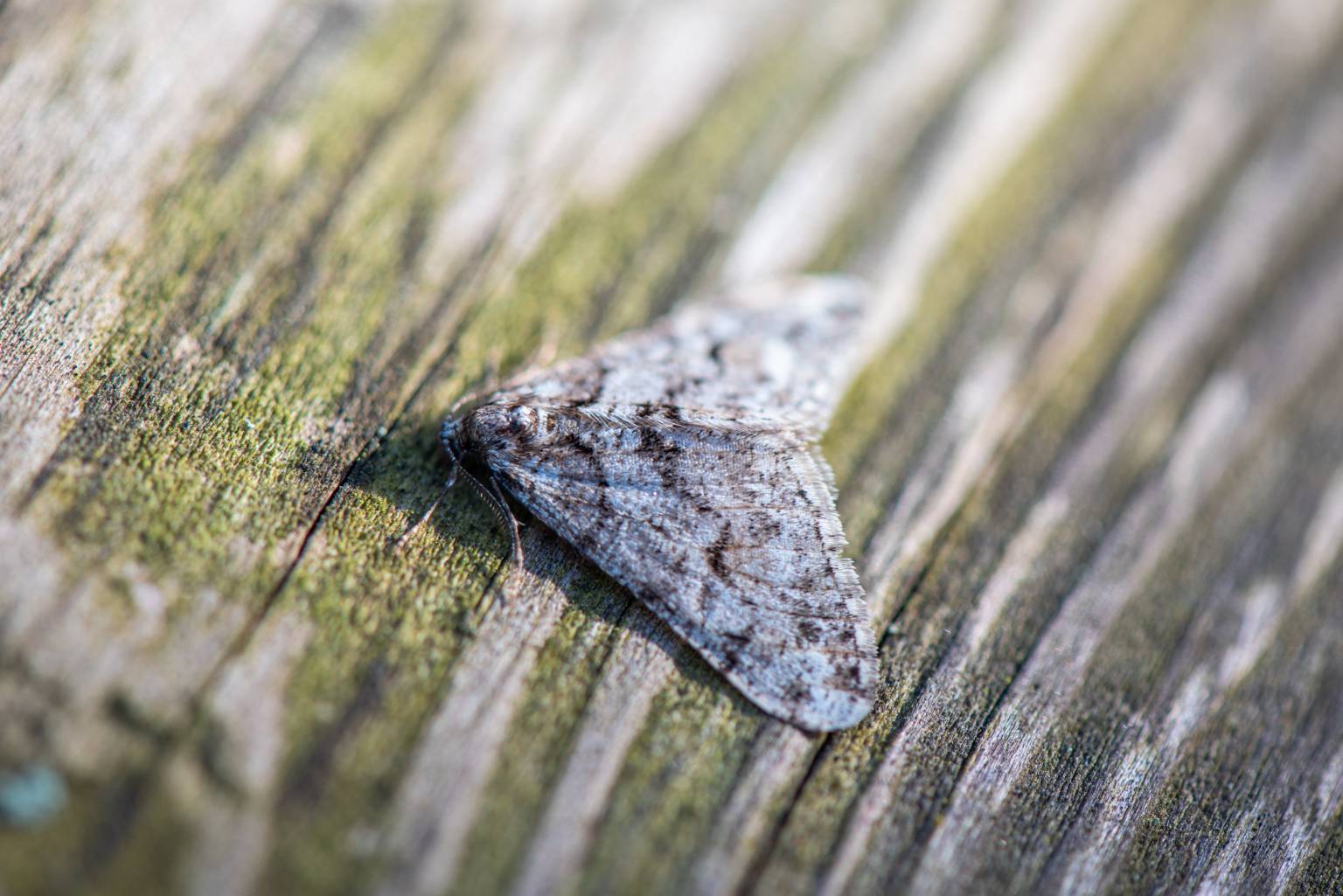 Indian Meal Moth Infestation? Moth Removal That Works - Solidified Pest ...