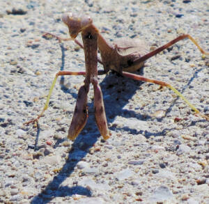 5 Reasons Why Bugs are Important to the Ecosystem - Solidified Pest Control